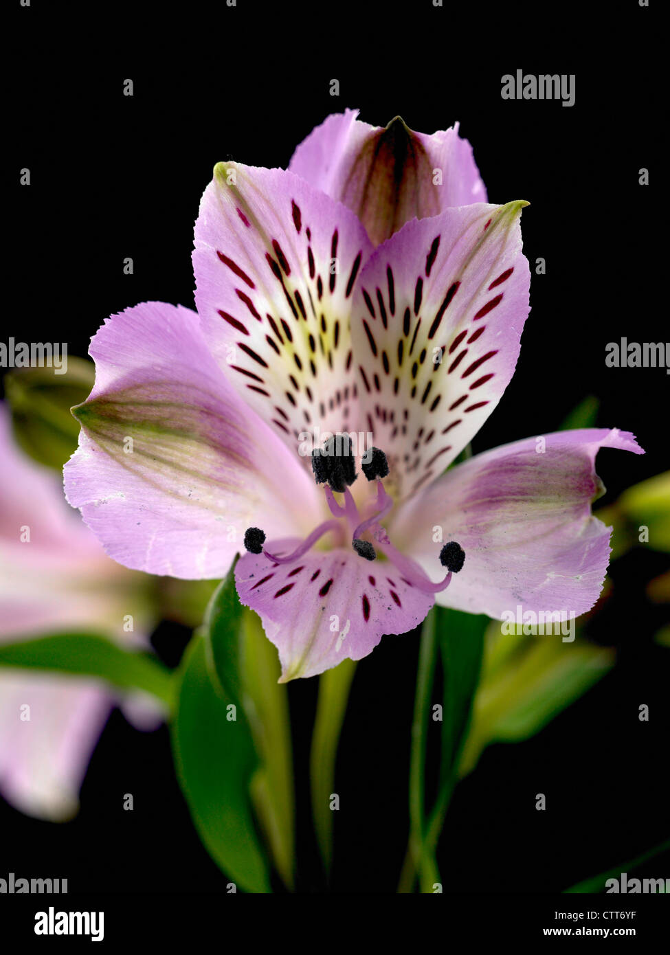Abelia grandifolia, Alstroemeria, Peruvian lily, Purple, Black Stock ...