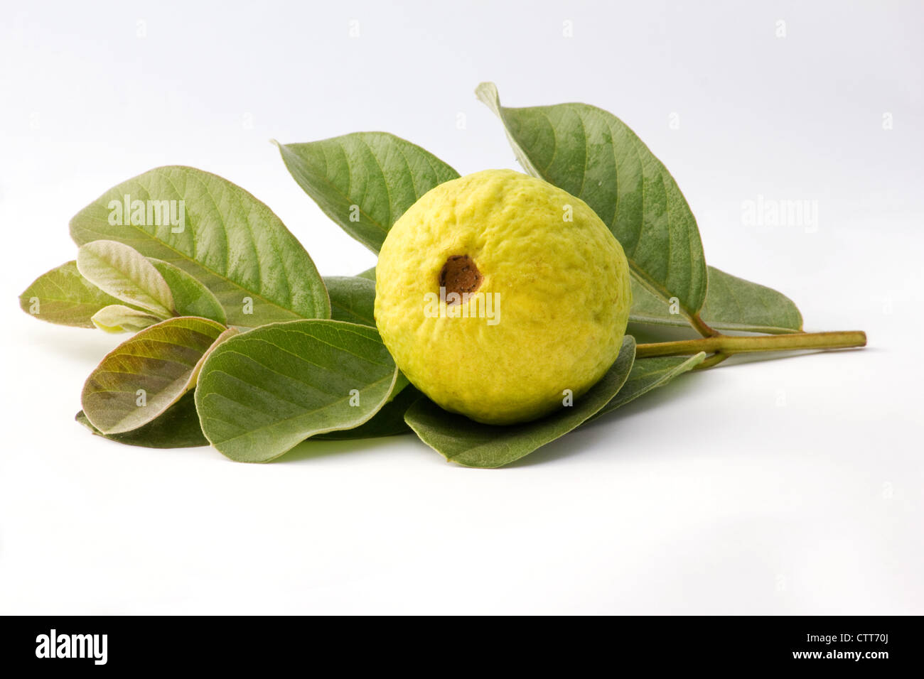 Guava (Psidium guajava) on a branch on white background Stock Photo - Alamy