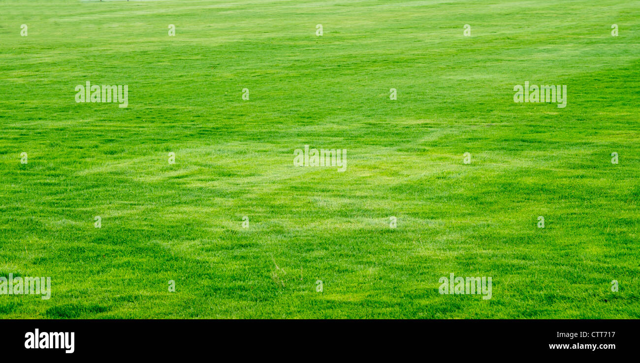 Green grass background texture straight Stock Photo - Alamy