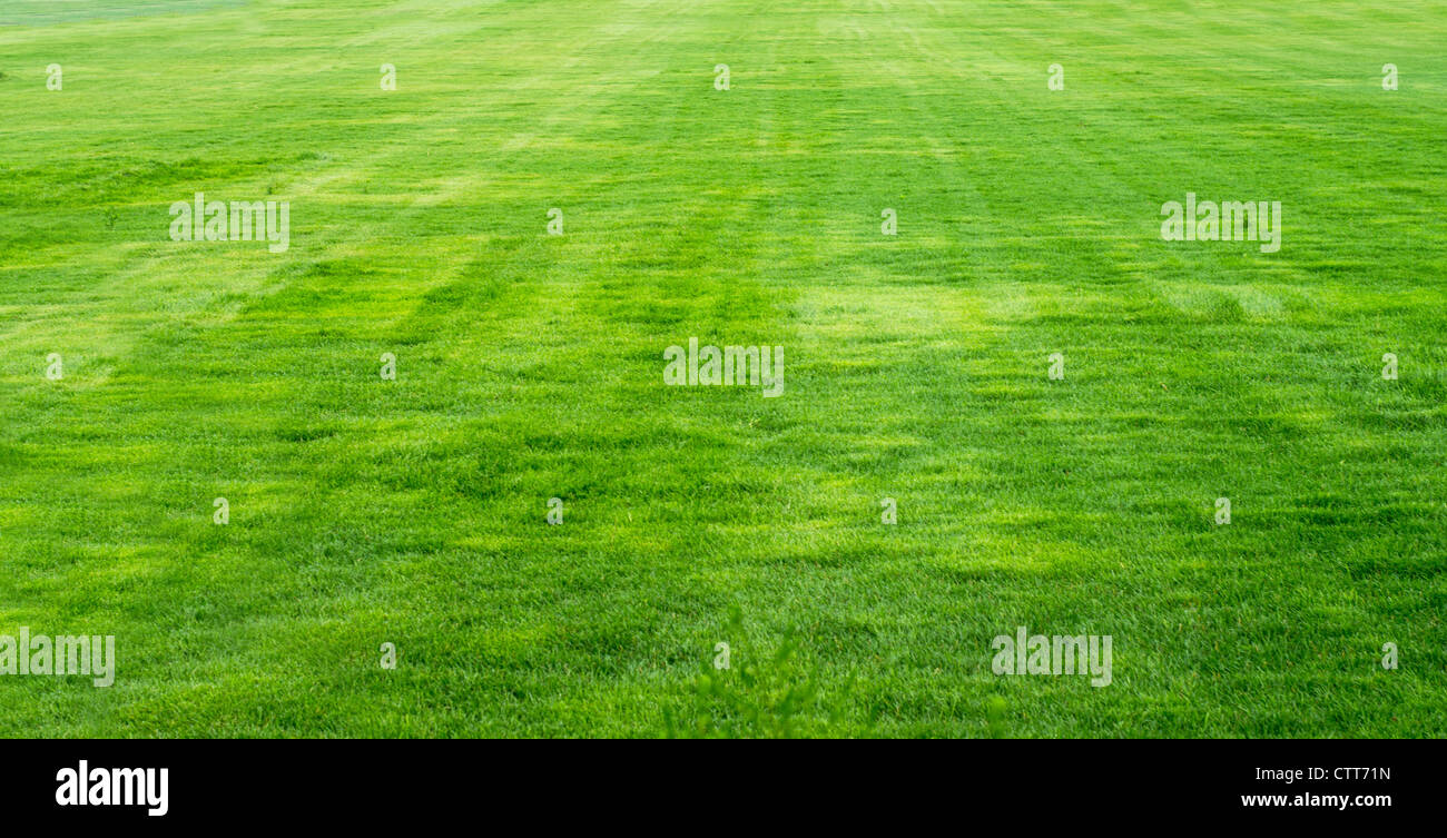 Green grass background texture straight Stock Photo - Alamy