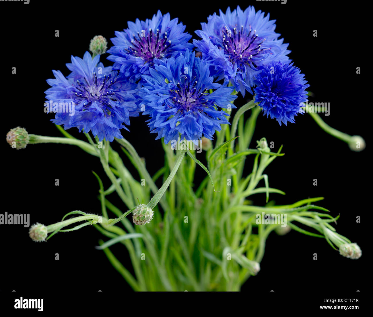 Cornflower bud hi-res stock photography and images - Alamy