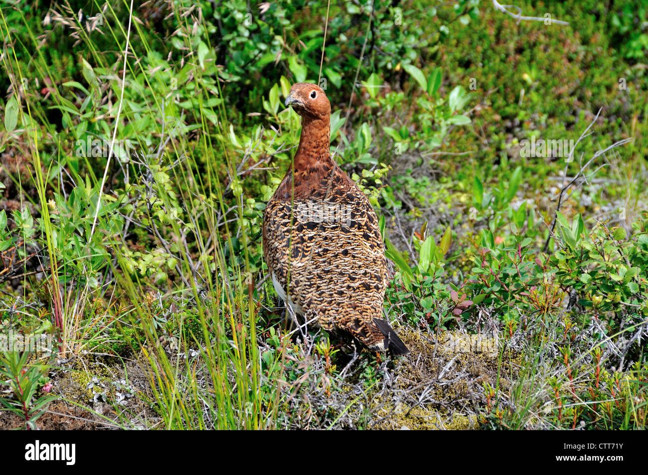 Alaska State Bird High Resolution Stock Photography and Images - Alamy