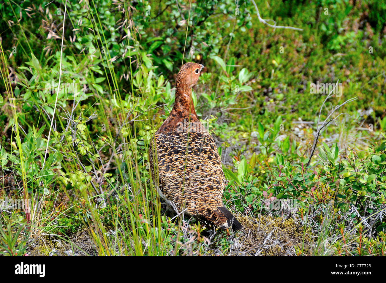 A willow ptarmigan, state bird of Alaska. Denali National Park and ...