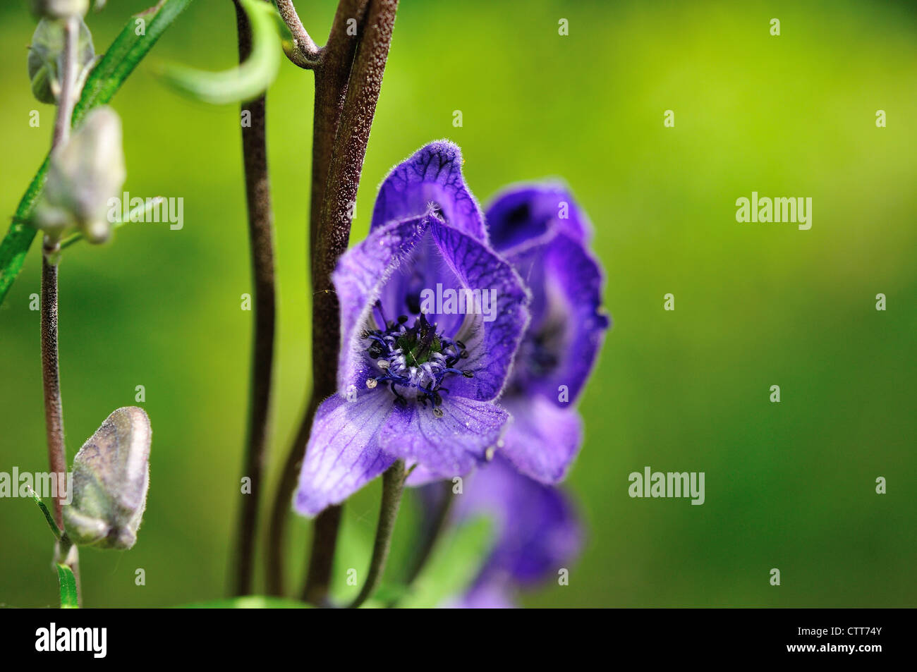 Close-up image of Monk's hood flower interior. Denali National Park and ...