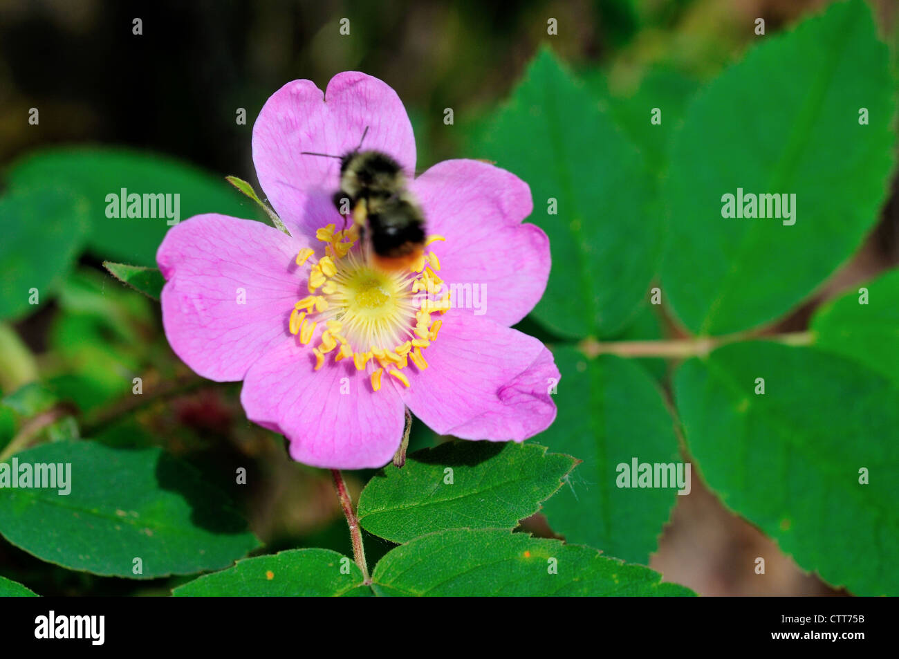Sitka wild rose hi-res stock photography and images - Alamy