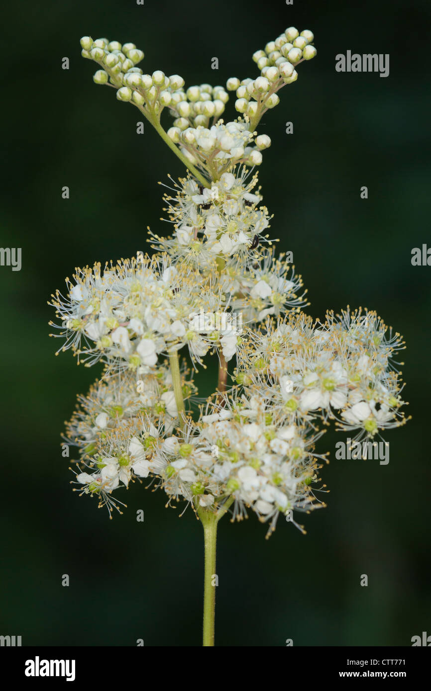 Filipendula Ulmaria High Resolution Stock Photography and Images - Alamy
