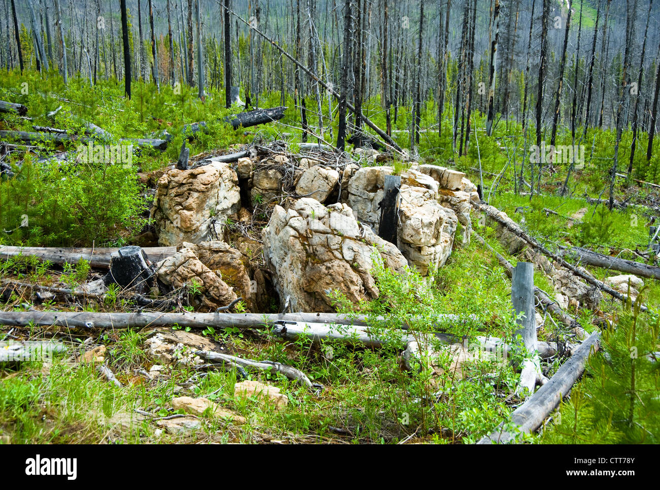 Marble Canyon area Tokumm Creek Kootenay National Park Alberta Canada ...