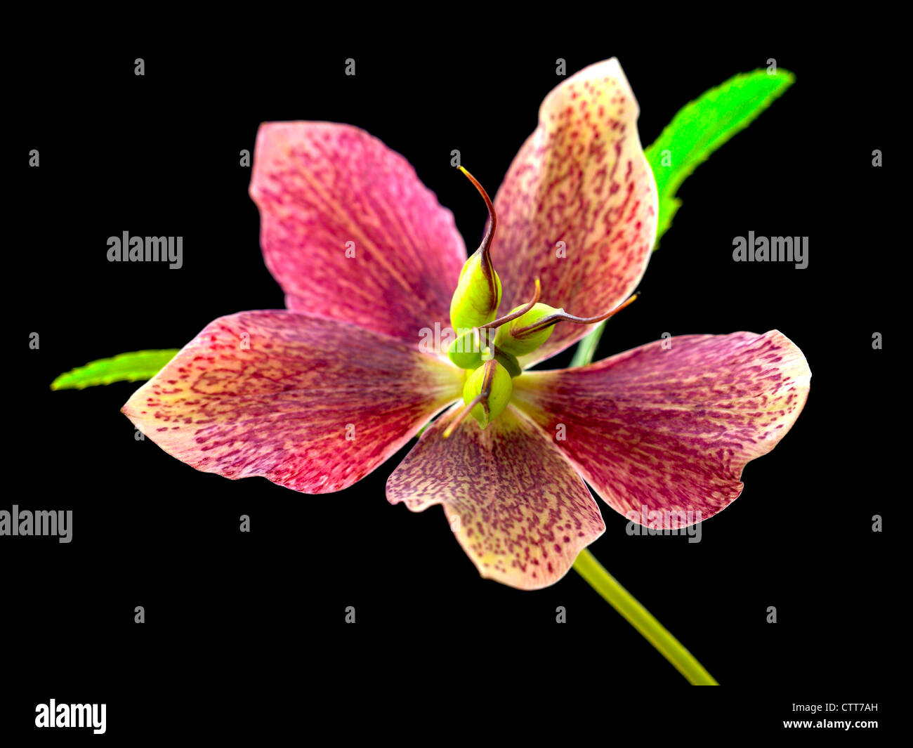 Open hellebore flower hi-res stock photography and images - Alamy