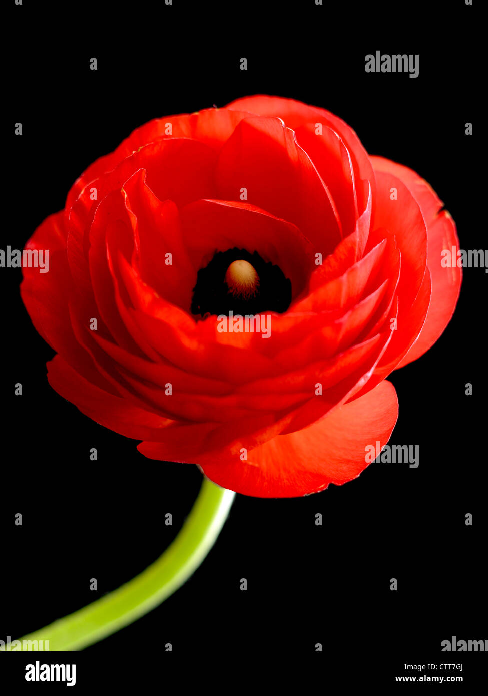 Ranunculus asiaticus cultivar, Ranunculus, Persian ranunculus, Red ...