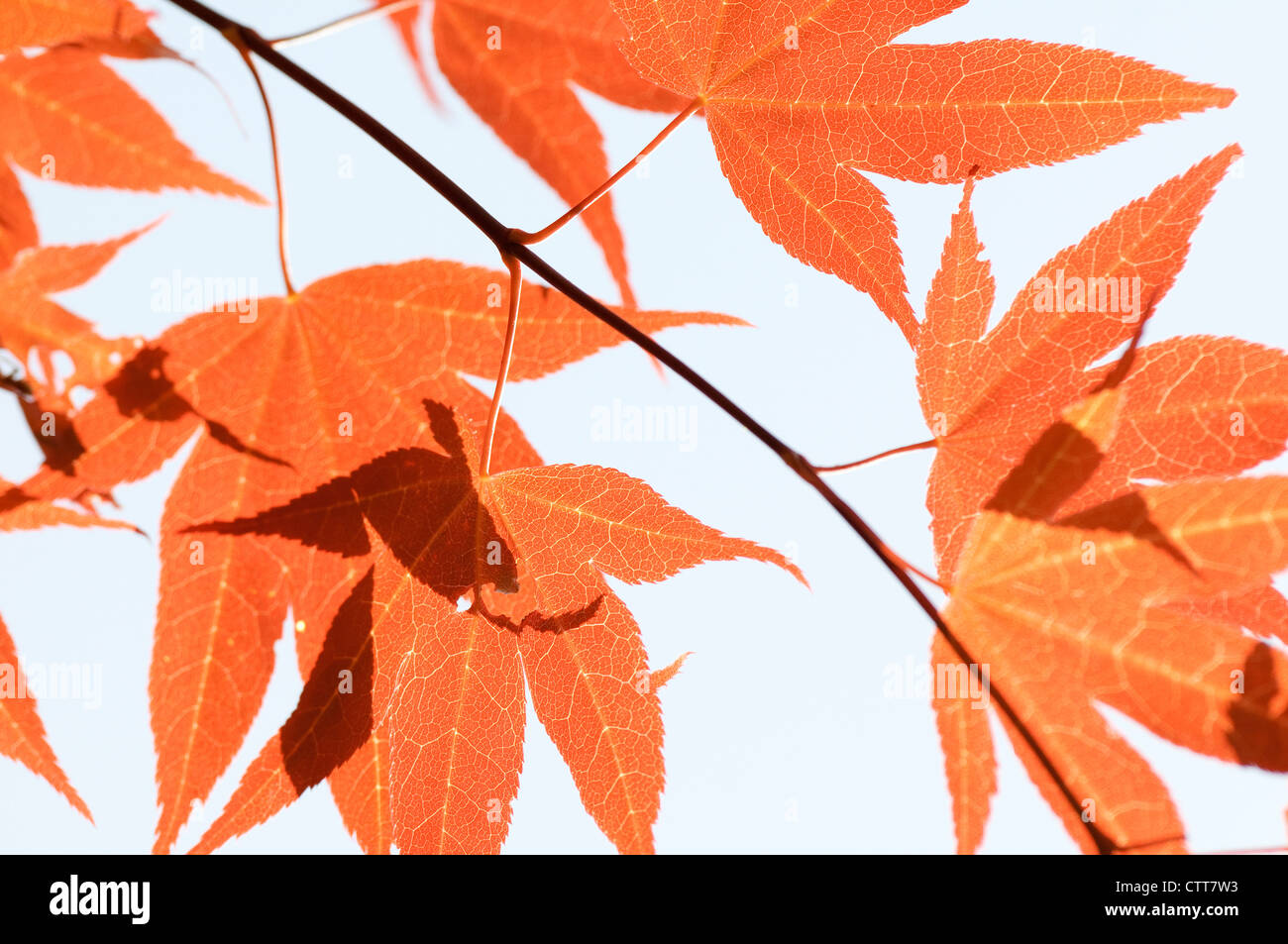 Acer cultivar, Maple, Red, Blue Stock Photo - Alamy