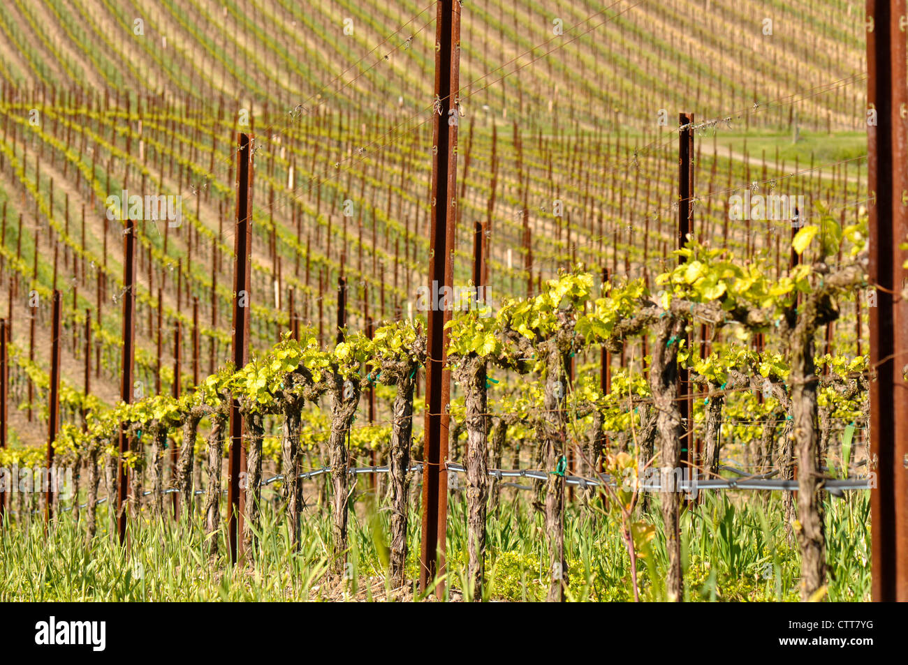 Grapes vines hi-res stock photography and images - Alamy