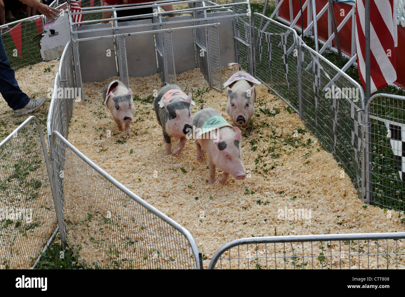 Pigs at state fair hi-res stock photography and images - Alamy