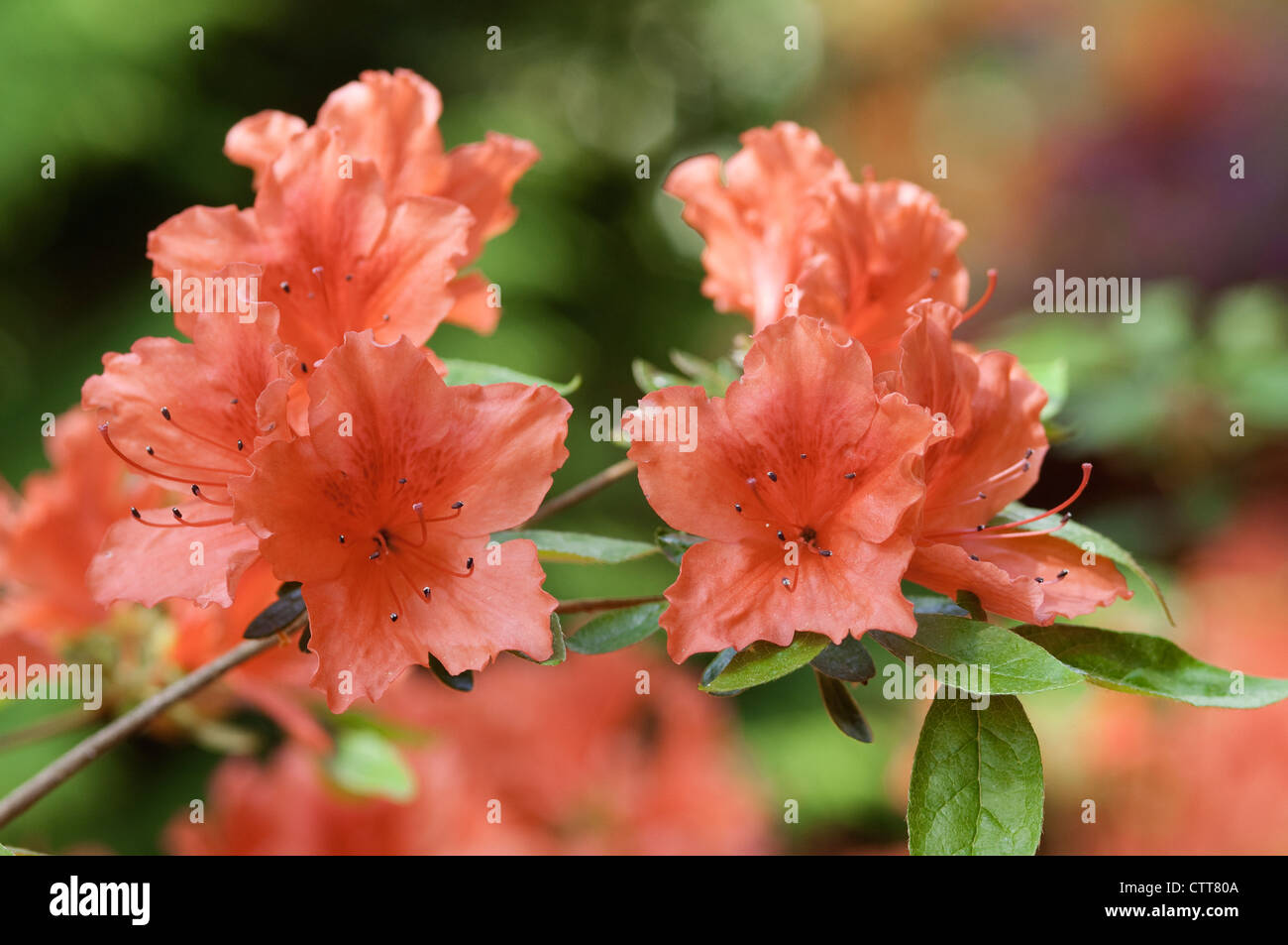 Rhododendron cultivar, Rhododendron, Red Stock Photo - Alamy