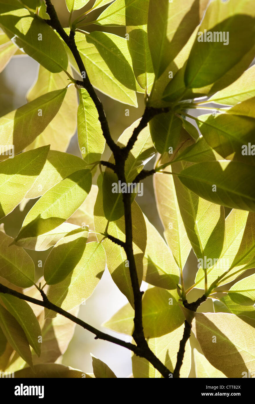Magnolia cultivar, Magnolia, Green Stock Photo - Alamy