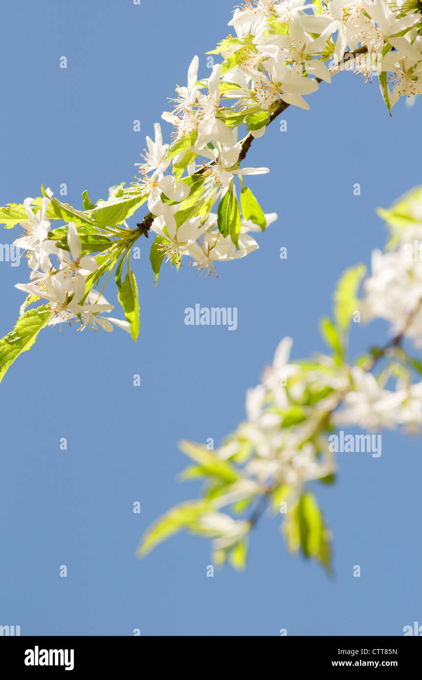Magnolia cultivar, Magnolia, White, Blue Stock Photo - Alamy