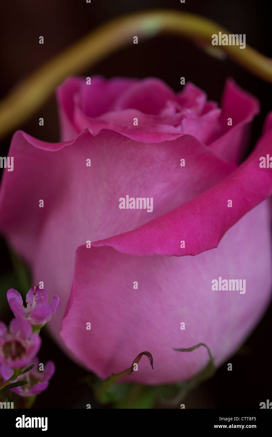 Fuchsia pink rose with curly willow and pink filler flowers Stock Photo ...