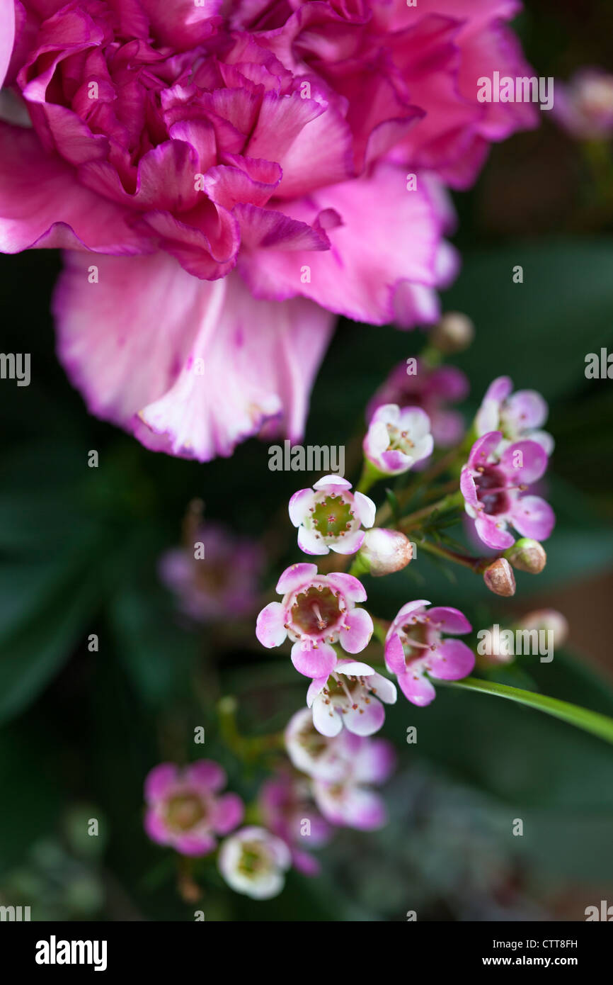 Tiny pink fill flowers hi-res stock photography and images - Alamy