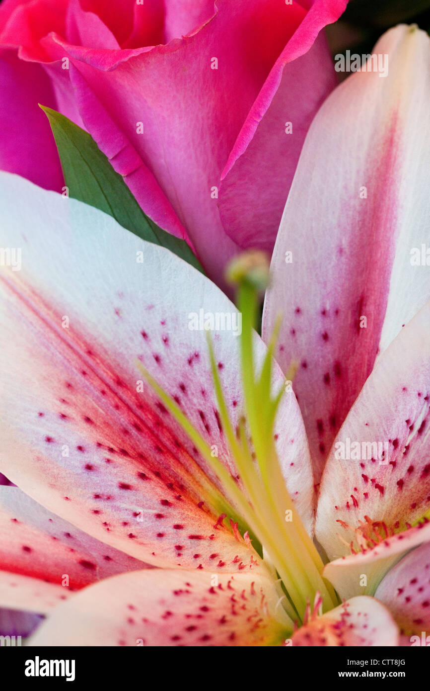 Stargazer lily hi-res stock photography and images - Alamy