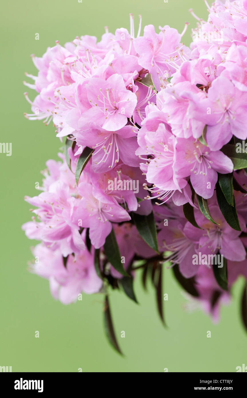 Rhododendron cultivar, Rhododendron, Pink, Green Stock Photo - Alamy