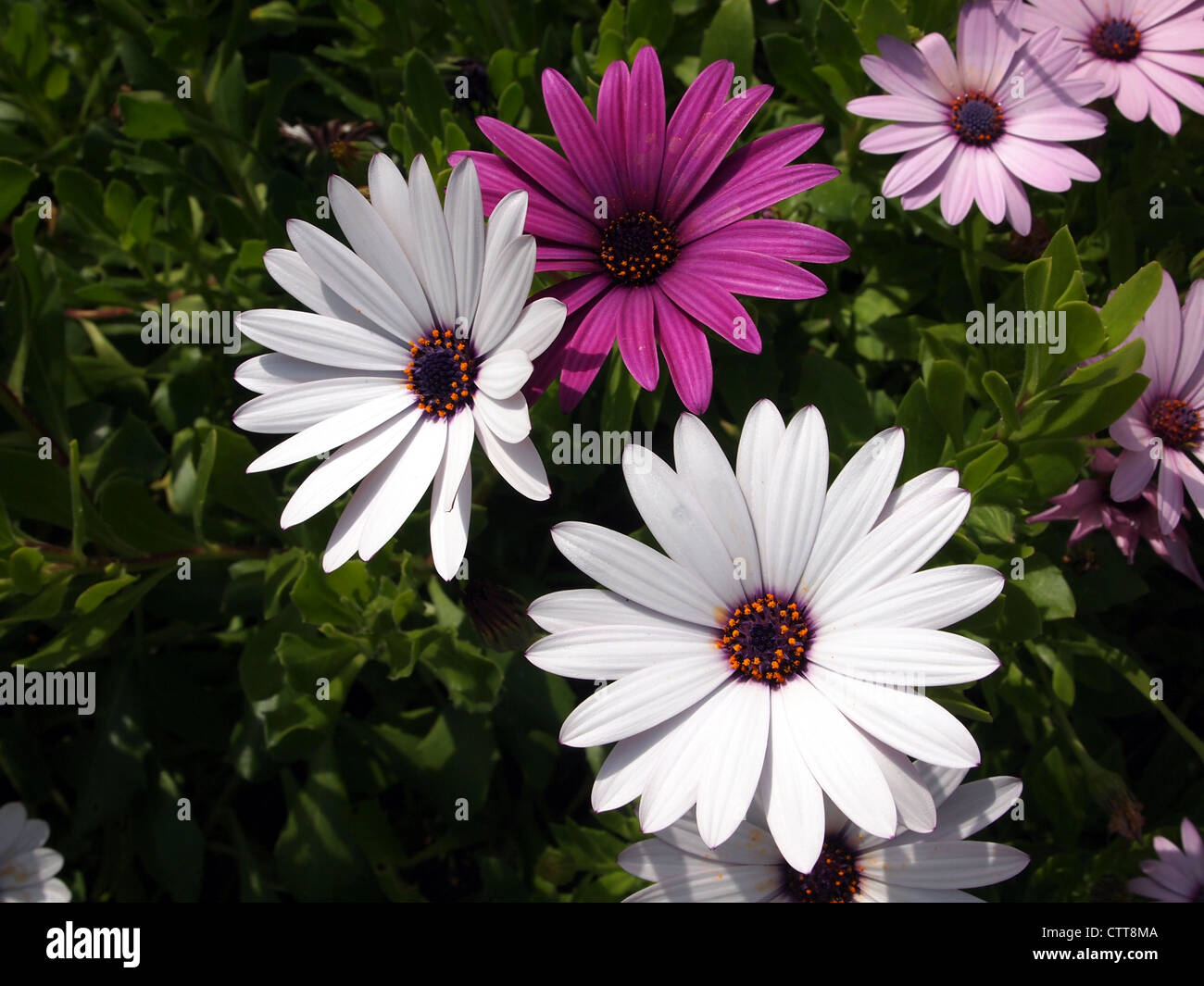 Nice spring daisies Stock Photo - Alamy