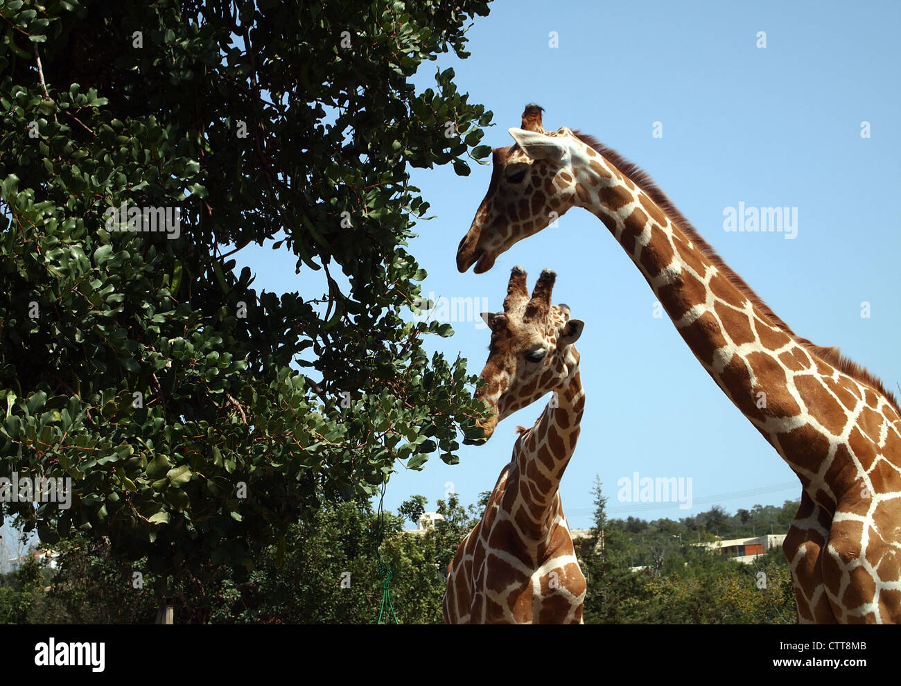 A couple of giraffes Stock Photo - Alamy
