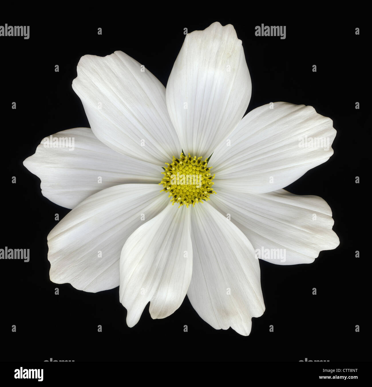 White black and hi-res stock photography and images - Alamy