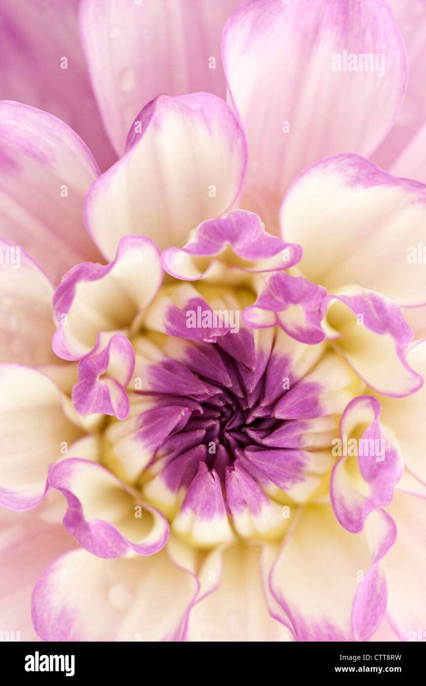 Purple dahlia flowers rain hi-res stock photography and images - Alamy