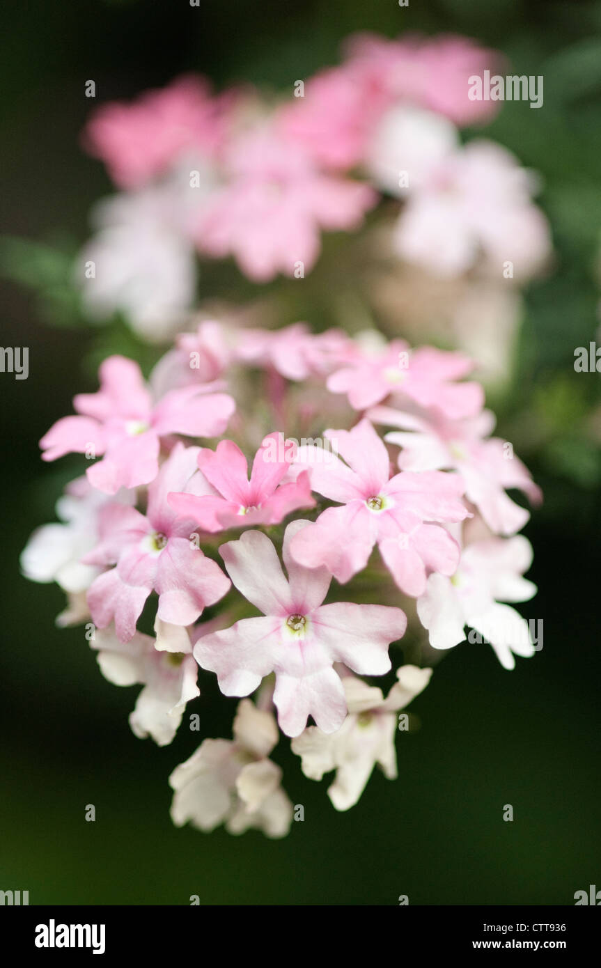 Primula cultivar, Primula, Primrose, Pink Stock Photo - Alamy