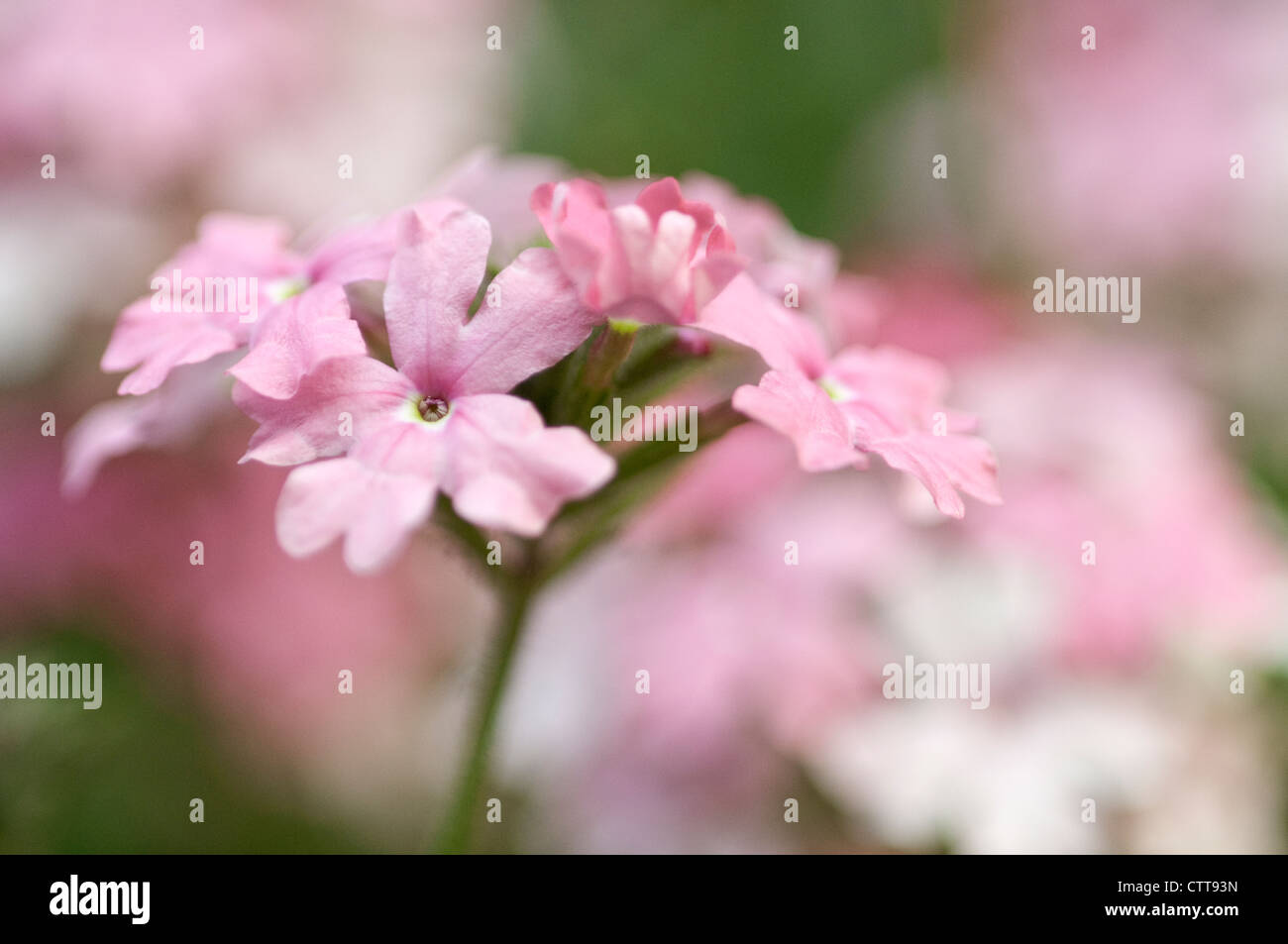 Primrose group hi-res stock photography and images - Alamy