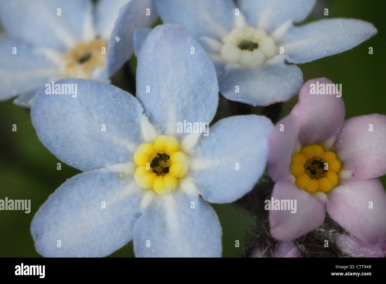Pale blue forget me not flowers hi-res stock photography and images - Alamy