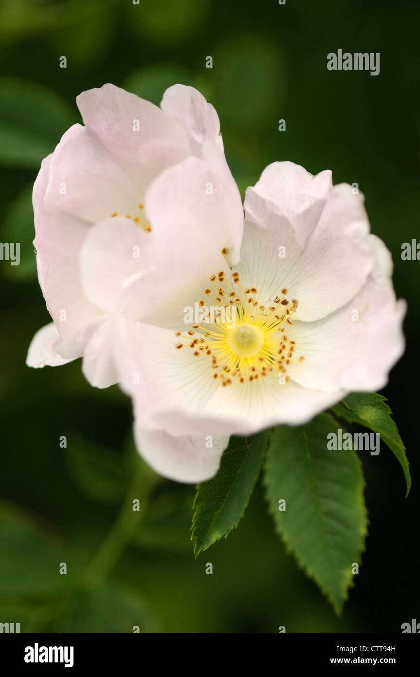 Rosa canina, Rose, Wild rose, Dog rose, Pink Stock Photo - Alamy