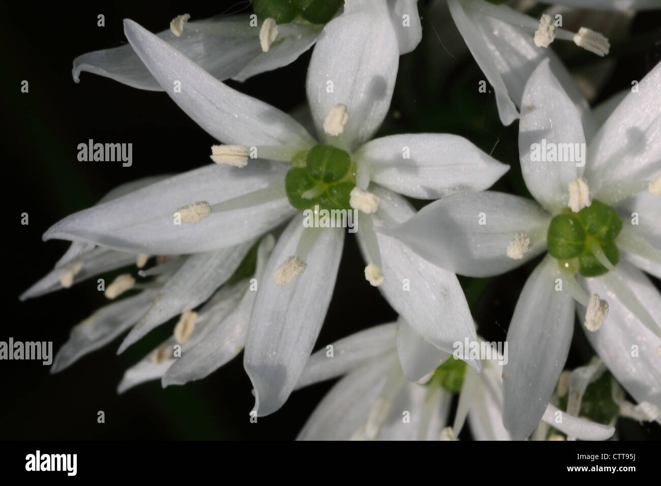 White flower ramsons hi-res stock photography and images - Alamy