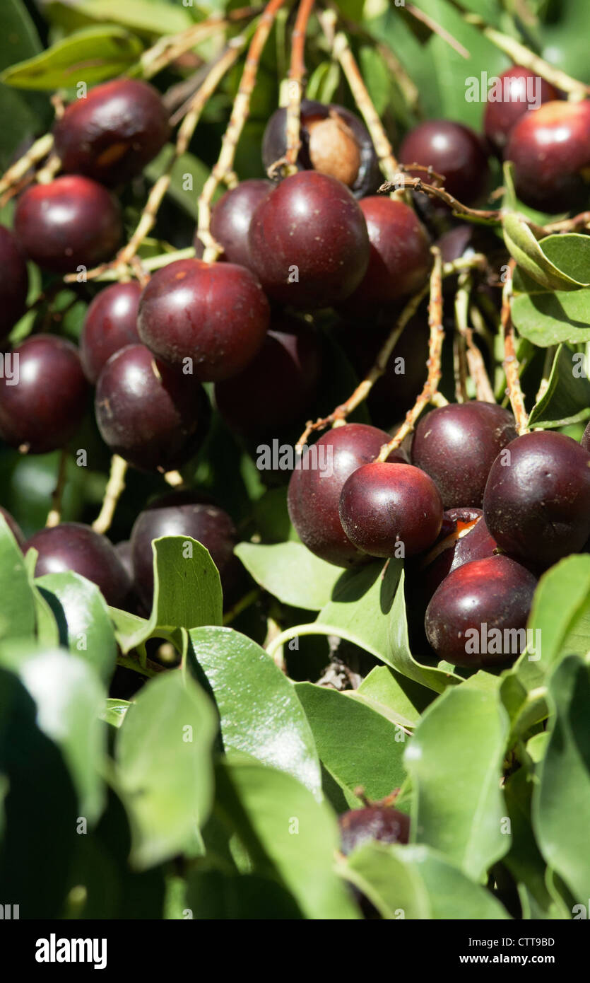 Prunus cultivar, Cherry, Red Stock Photo - Alamy