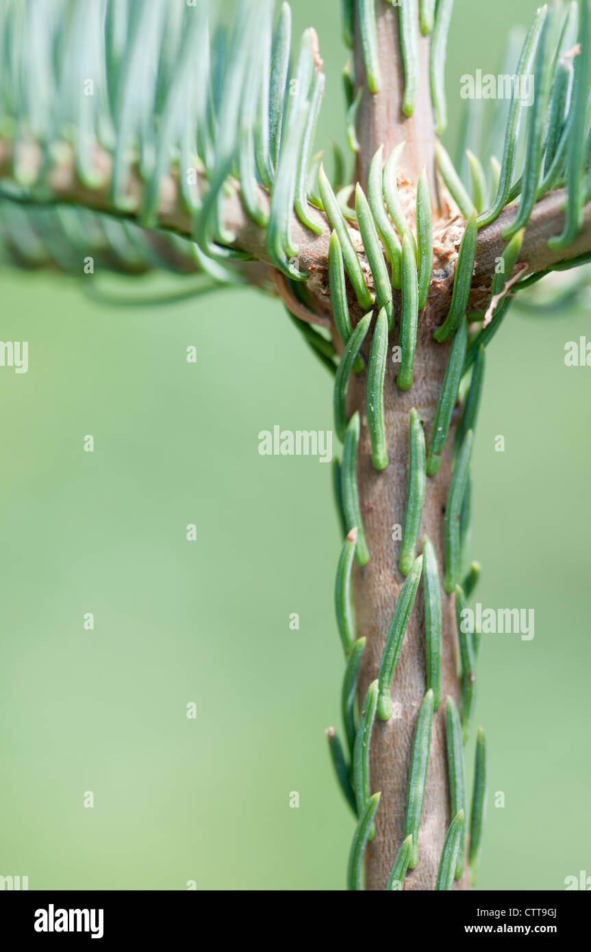 Conifer cultivar, Conifer, Green, Green Stock Photo - Alamy