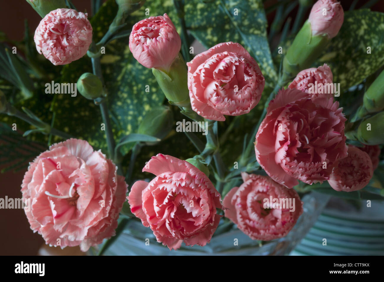 a display of spray carnations Stock Photo - Alamy
