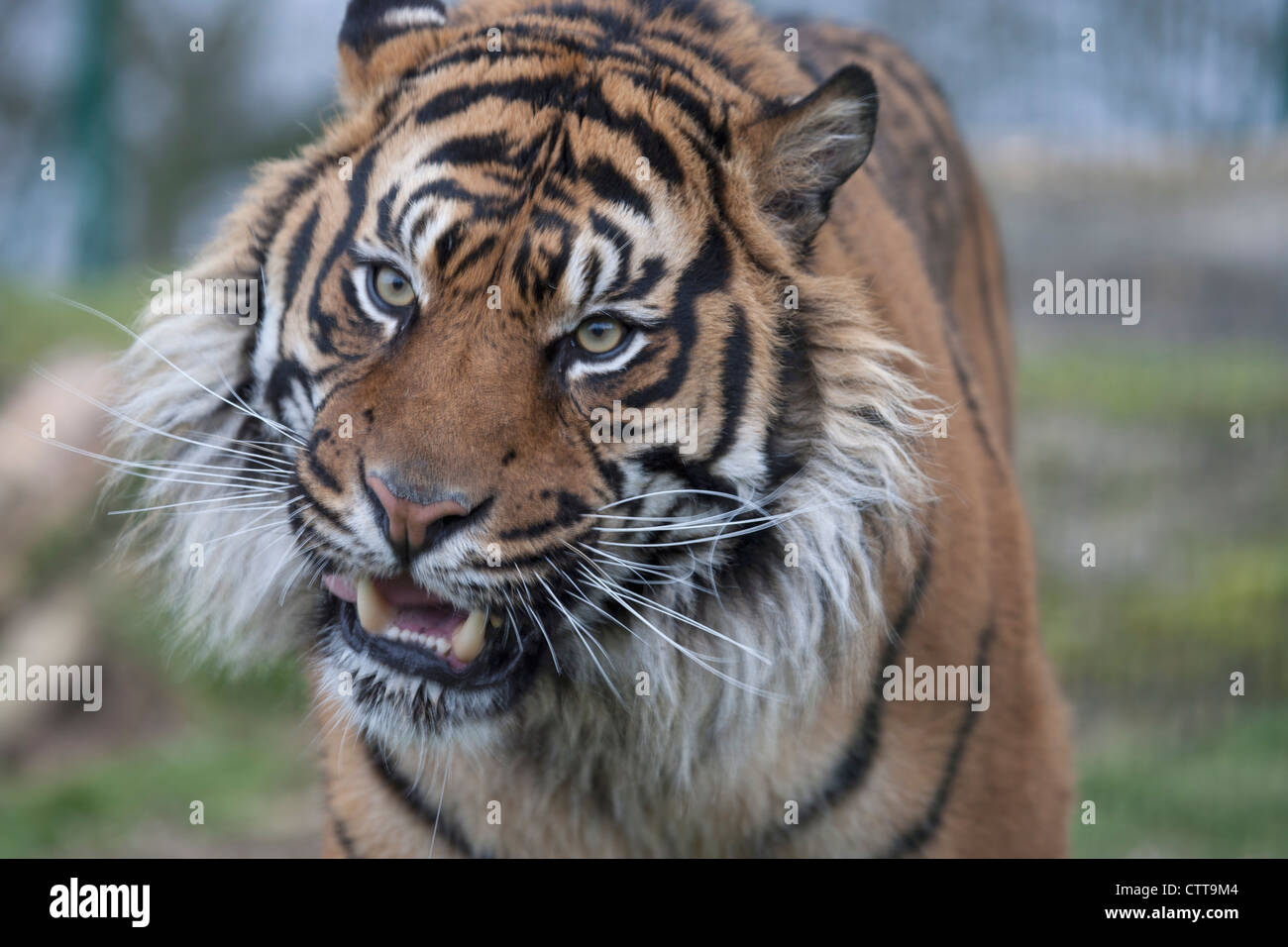 tiger showing teeth Stock Photo - Alamy