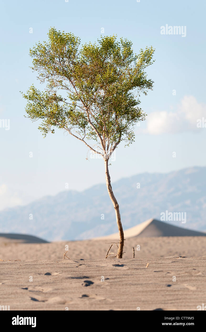 Vinca major, Periwinkle, Green Stock Photo - Alamy