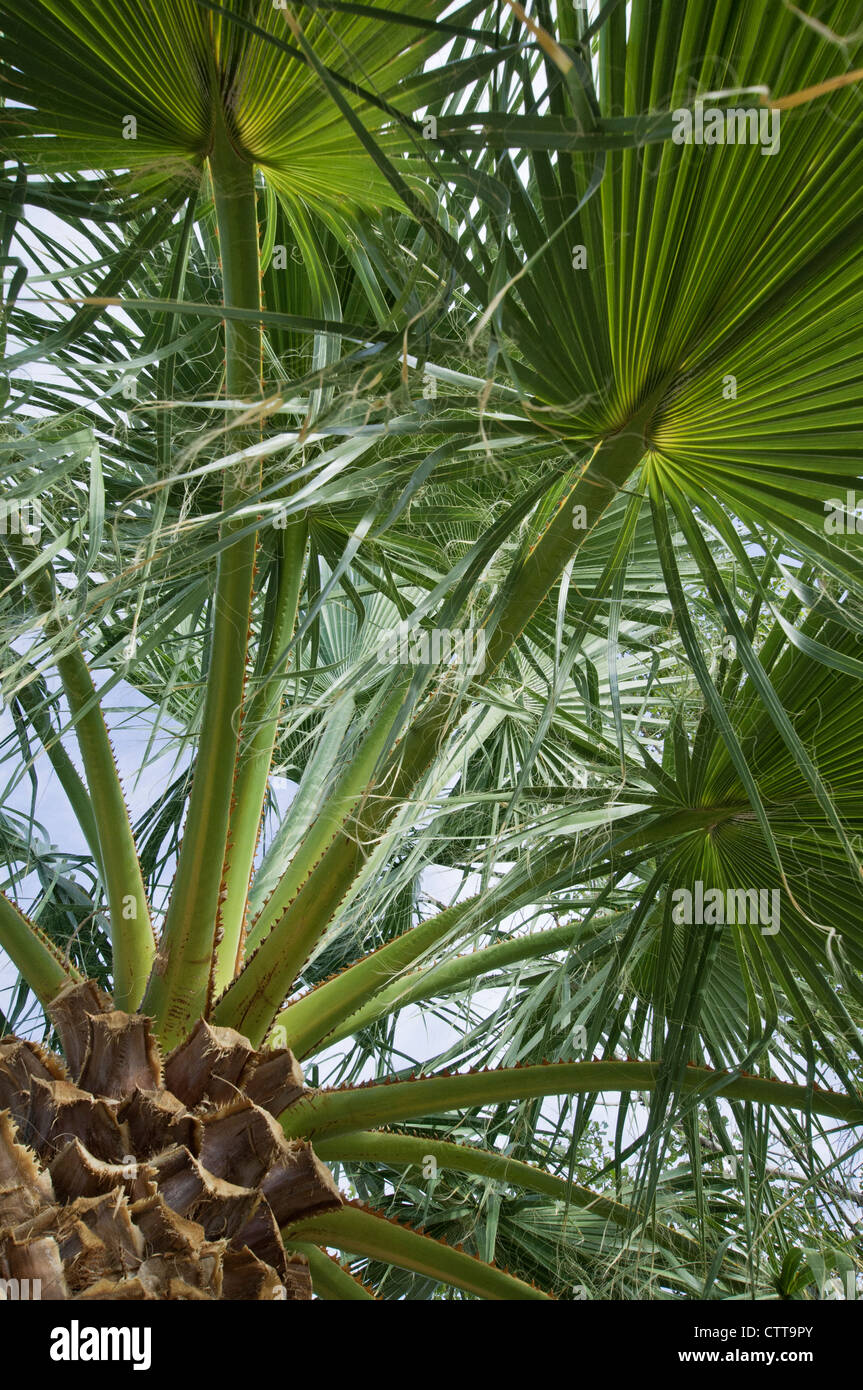 Washingtonia filifera, Palm, Desert fan palm, Green Stock Photo - Alamy