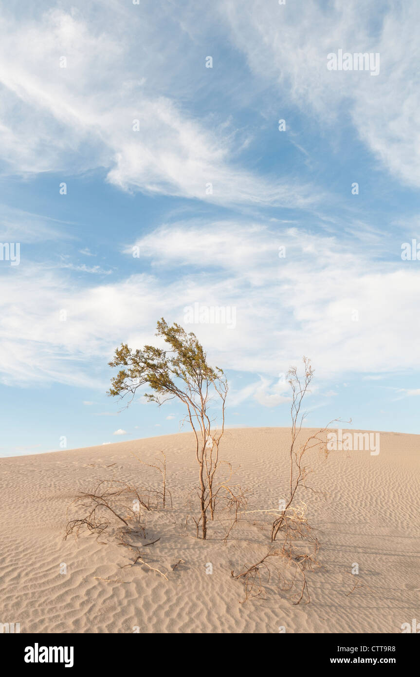 Creosote bush hi-res stock photography and images - Alamy