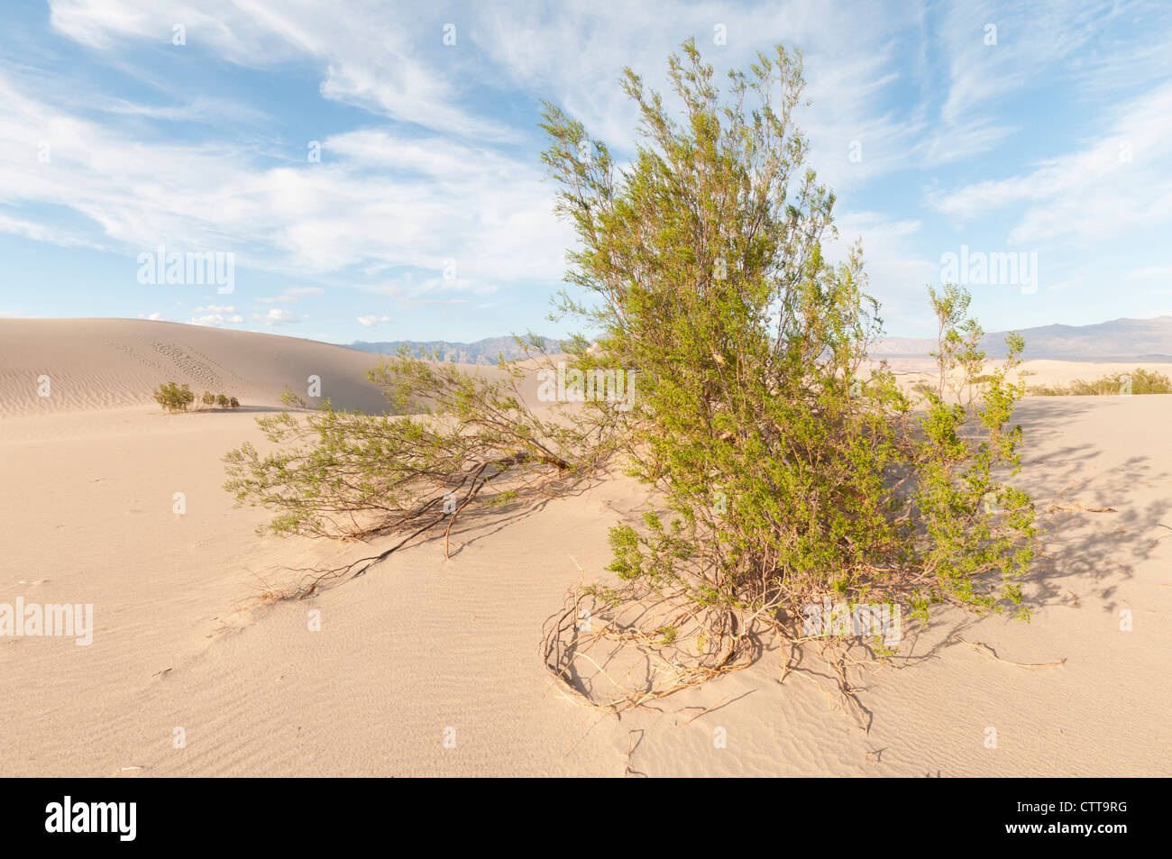 Larrea tridentata, Creosote bush, Green Stock Photo - Alamy