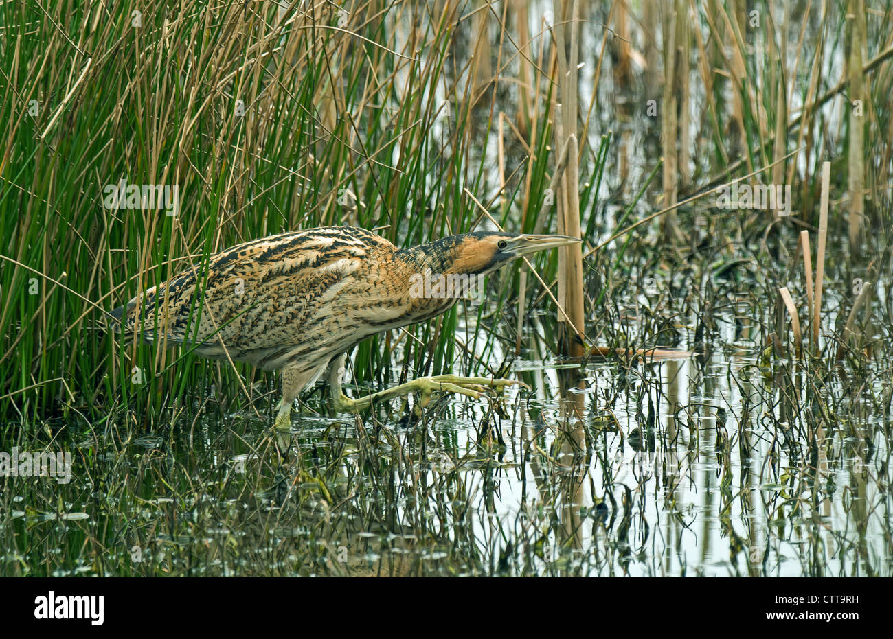 Bittern walking in reed bed hi-res stock photography and images - Alamy