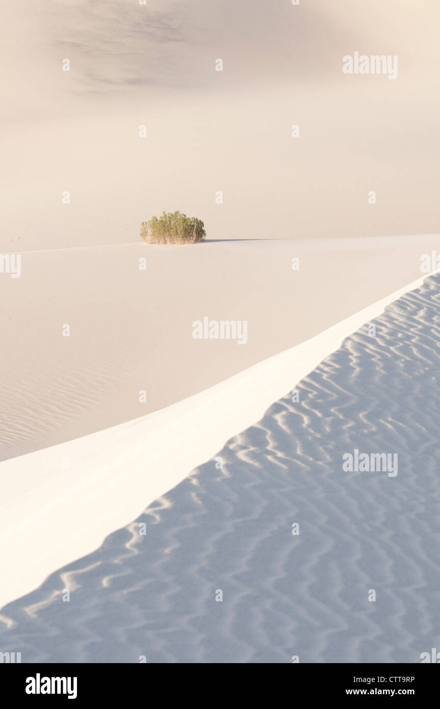 Creosote bush hi-res stock photography and images - Alamy