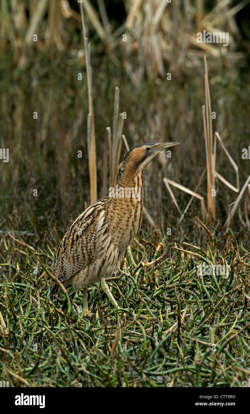 Bittern britain hi-res stock photography and images - Alamy