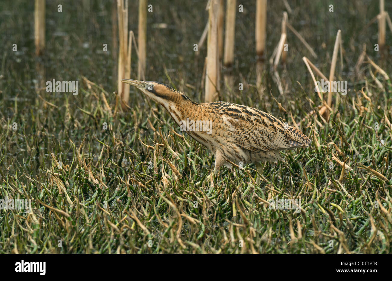 Bittern walking in reed bed hi-res stock photography and images - Alamy
