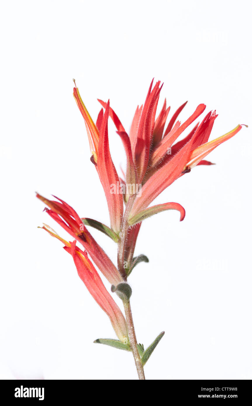 Castilleja cultivar, Indian paintbrush, Red, White Stock Photo - Alamy