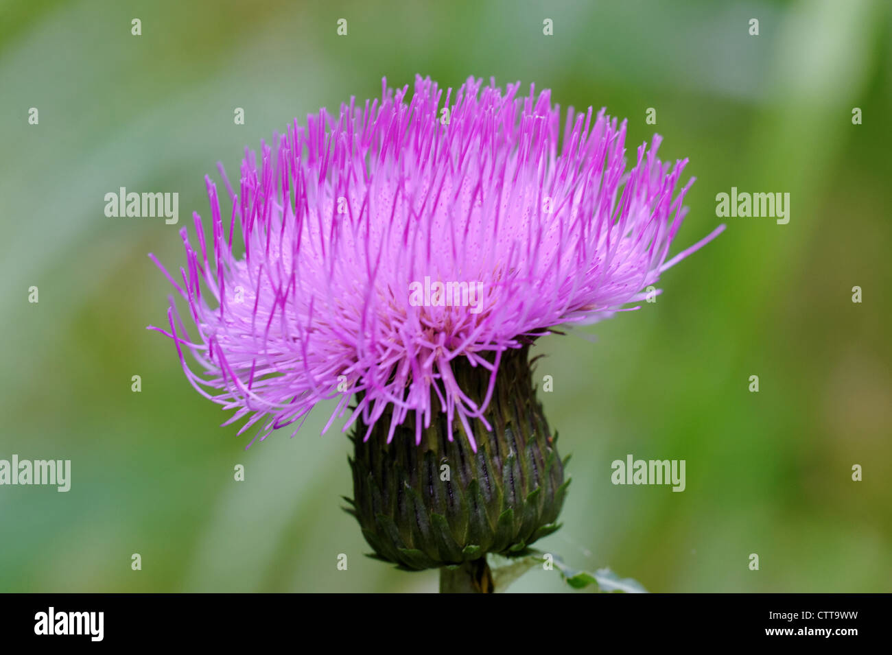 Cirsium flower hi-res stock photography and images - Alamy