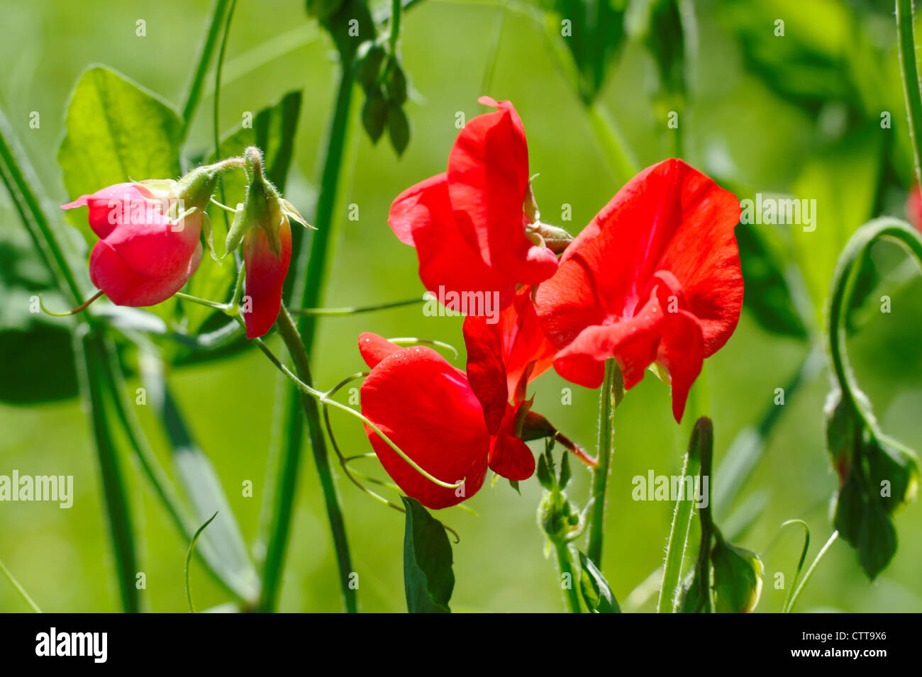Red Flower Sweet Pea