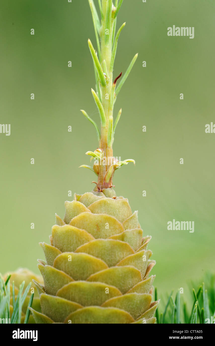 Abnormal ovulate cone of larch tree Stock Photo - Alamy