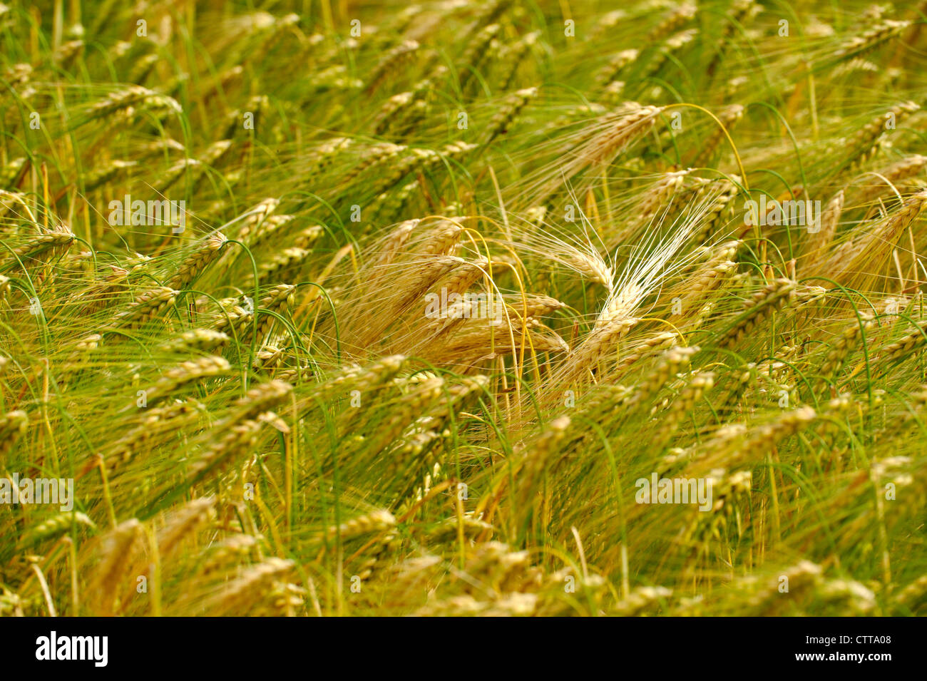 Barley field hi-res stock photography and images - Alamy