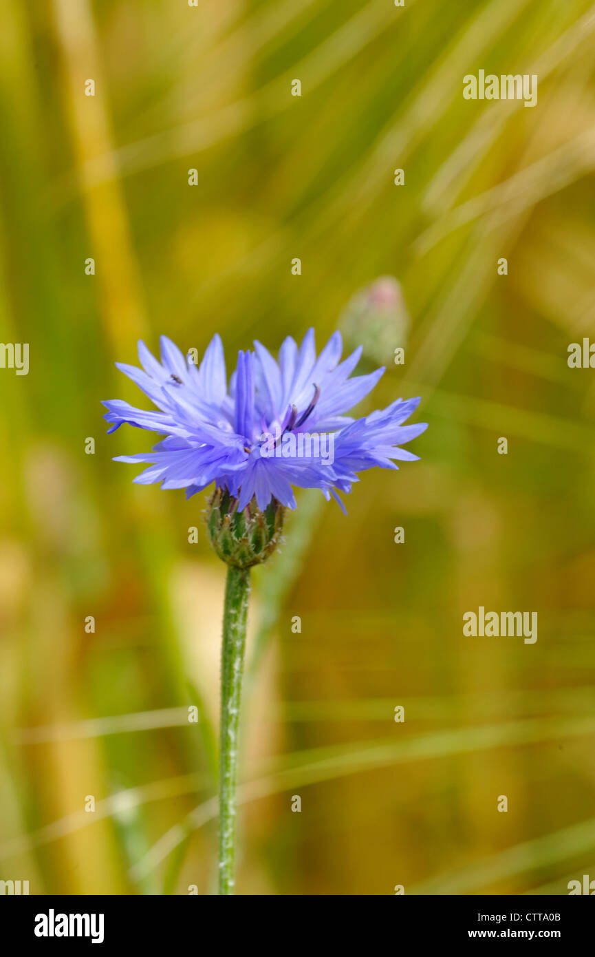 A cornflower on barley field Stock Photo - Alamy